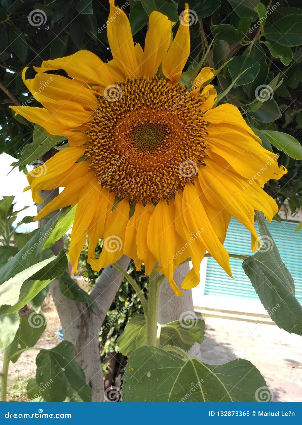 Sunflower stock image. Image of flores, flower, nature - 132873365