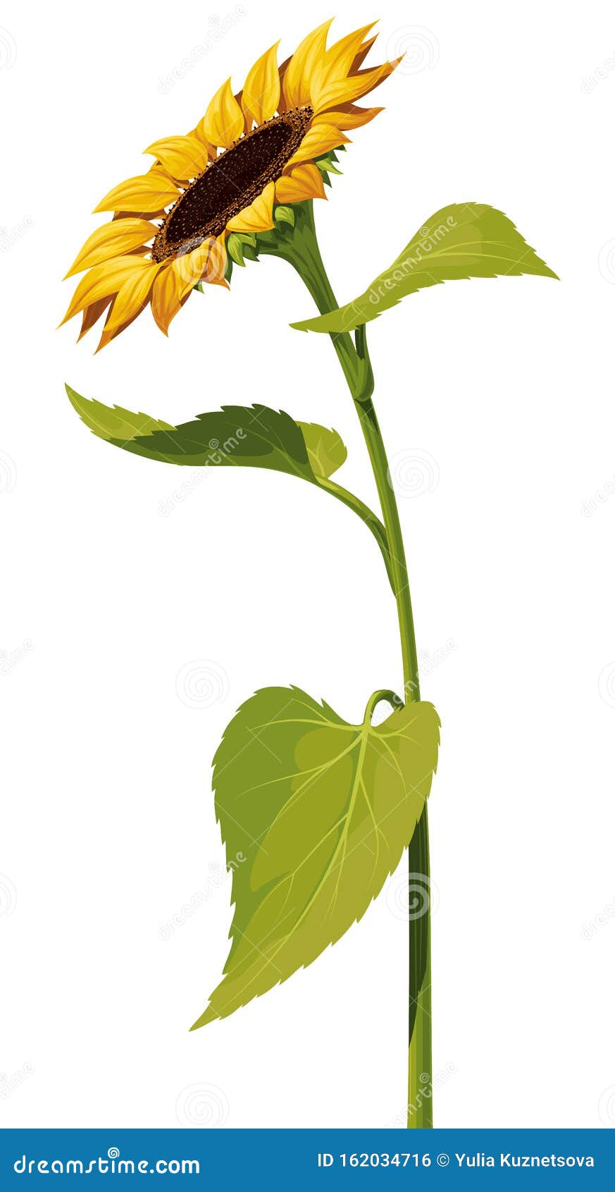 Sunflower Flower with a Long Stem and Leaves Isolated Stock Vector ...