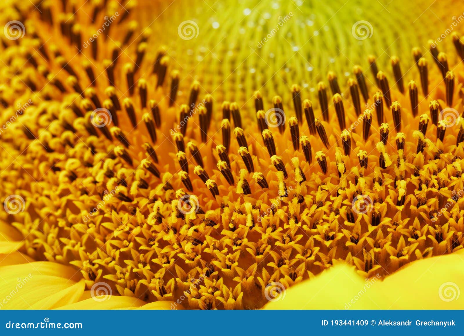 Sunflower Flower with Petals Close-up in the Form of Patterns and Full ...
