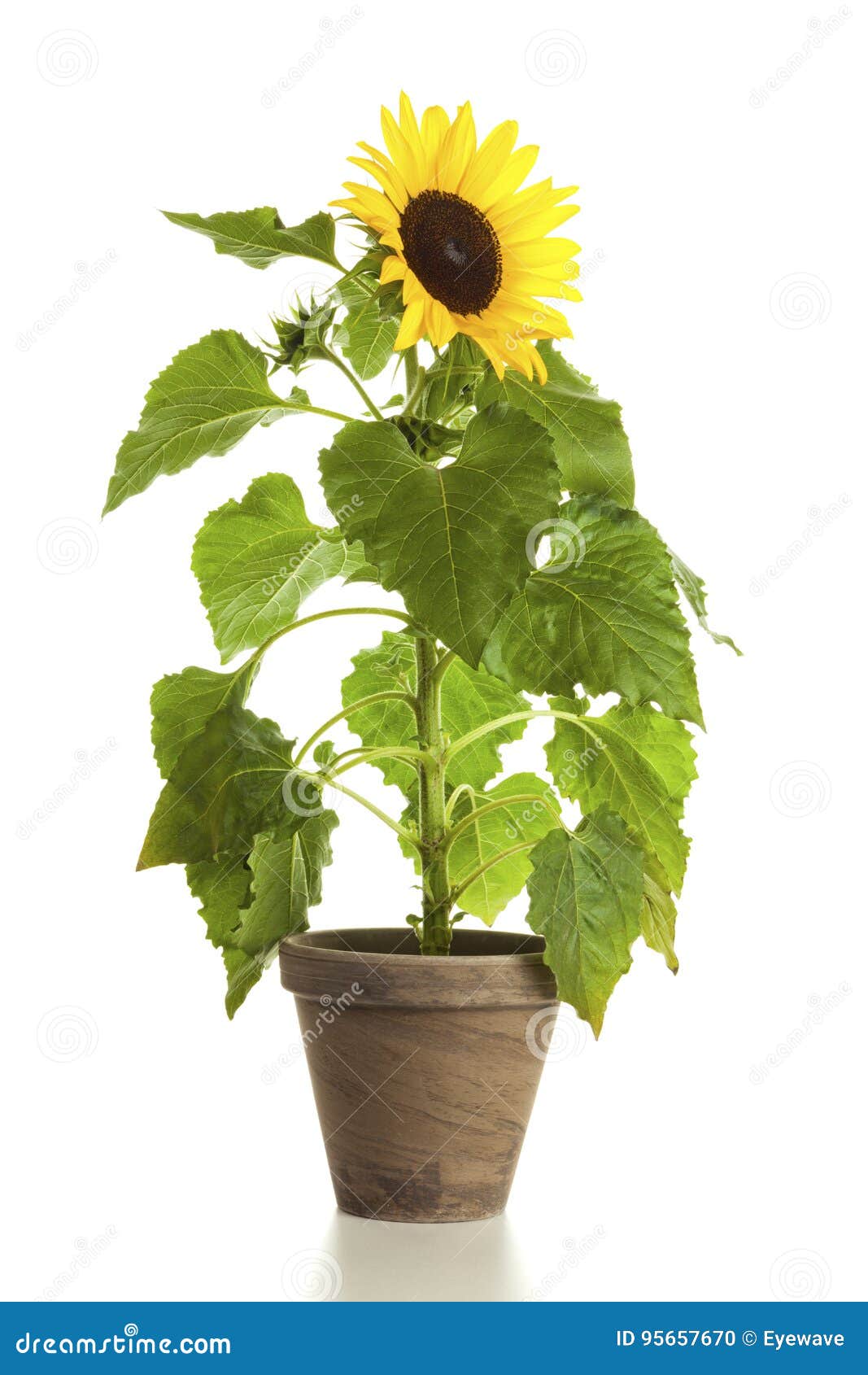 Sunflower in Flower Pot Isolated Stock Photo - Image of plant, nature ...
