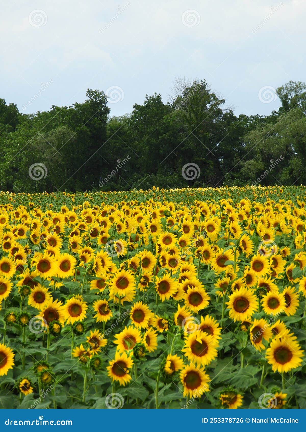 Sunflower Crop Grows in the FingerLakes Sunshine Stock Photo - Image of ...
