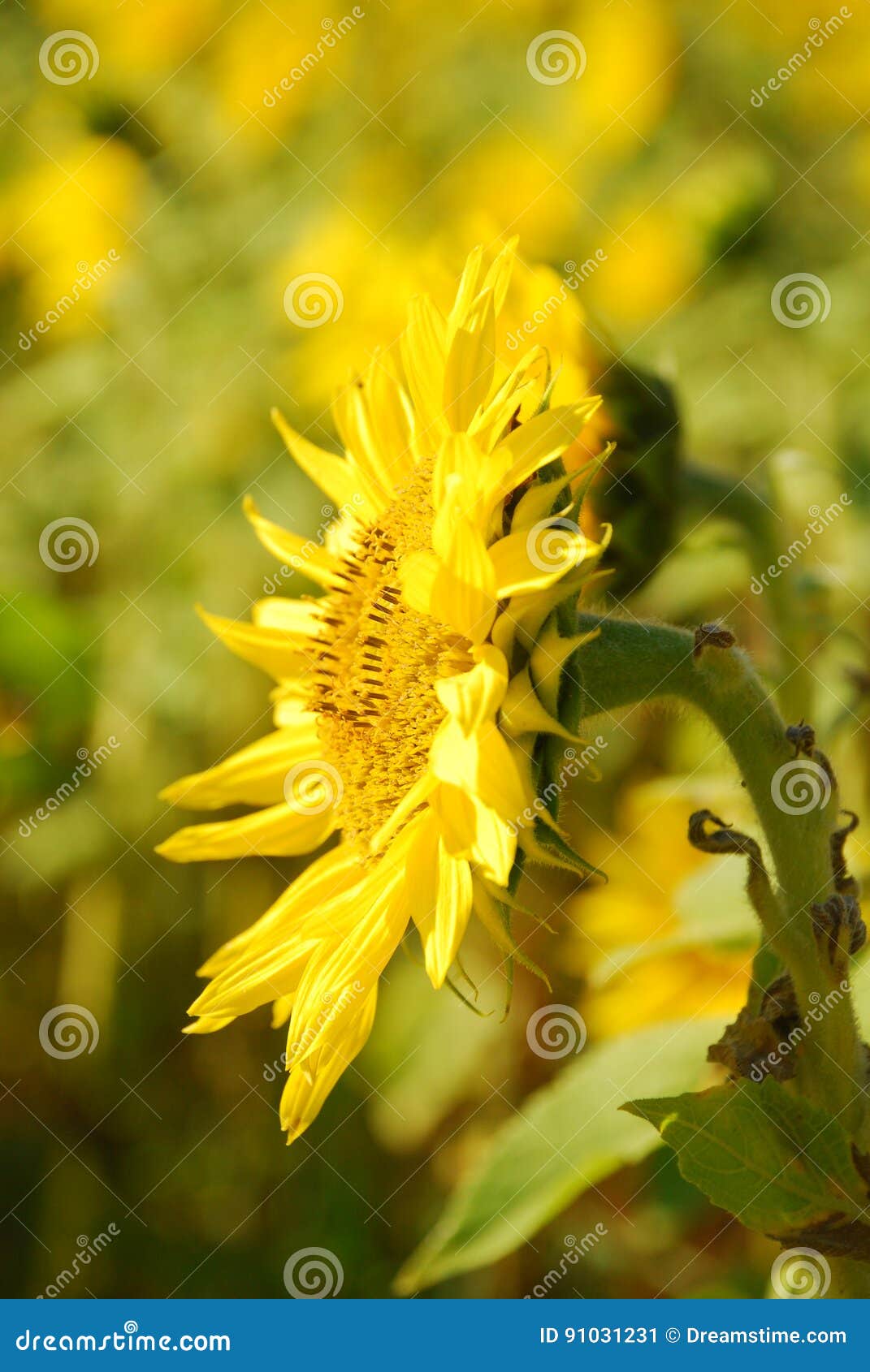 Sunflower Flower - Side View Stock Image - Image of side, macro: 91031231