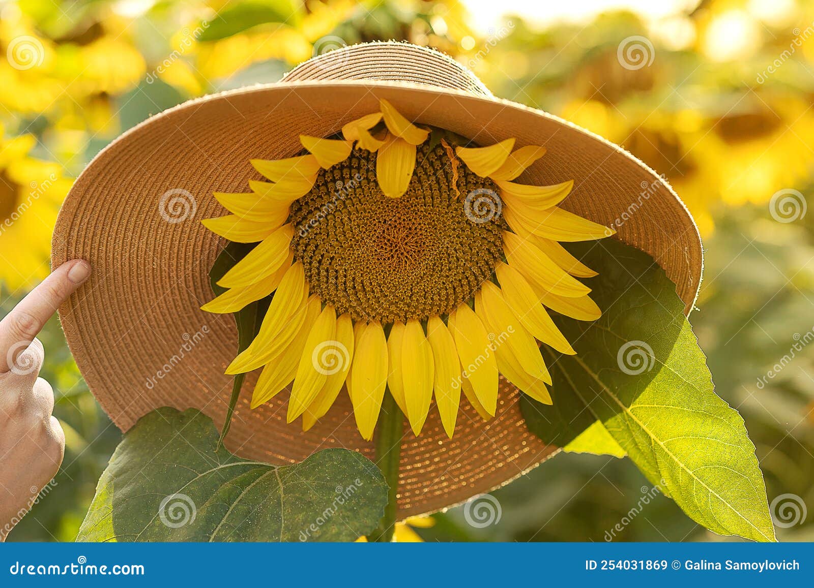 Sunflower Flower in Straw Hat Stock Image - Image of yellow, outdoor ...