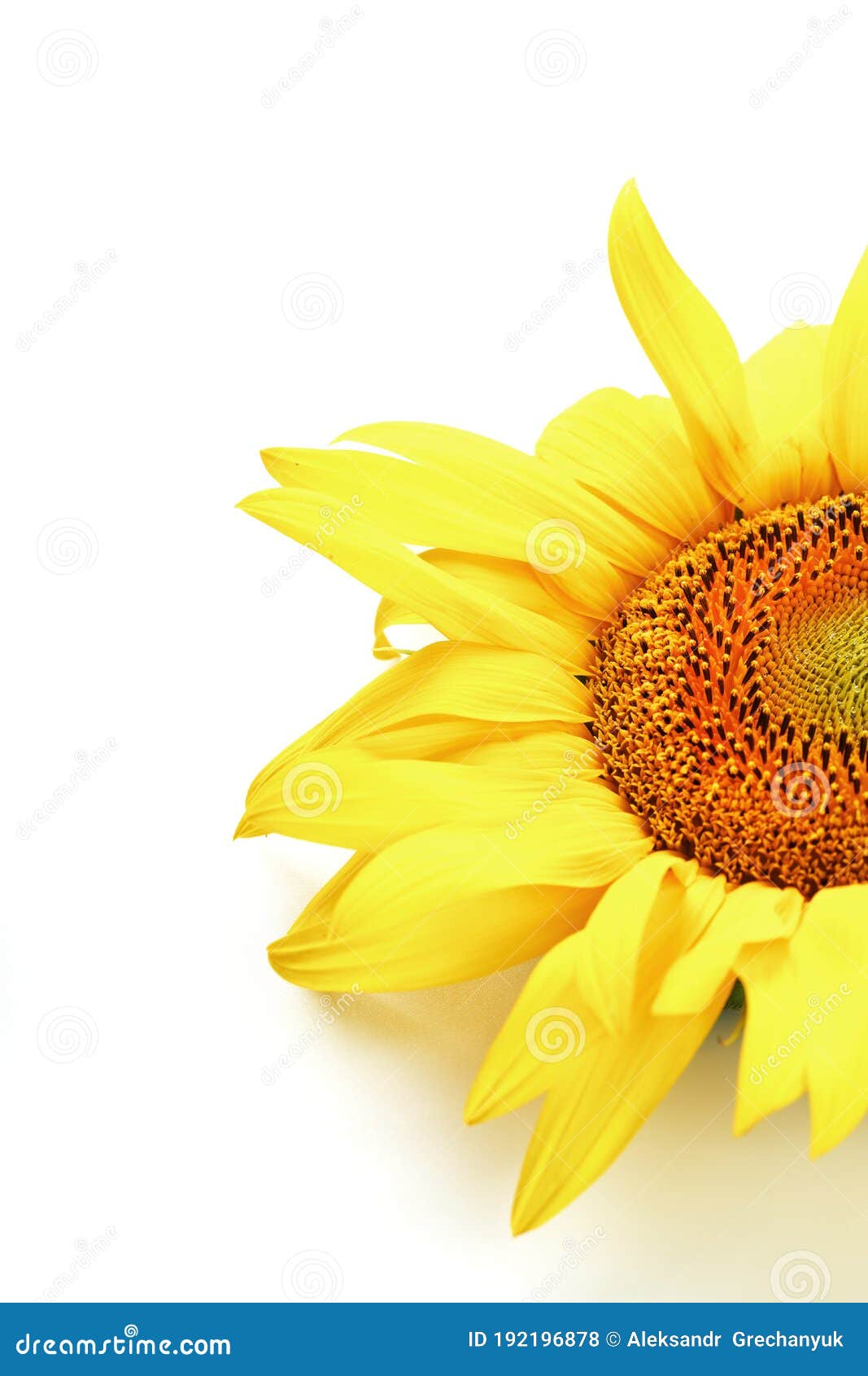 Sunflower Flower on a White Background, Top View. Isolate Stock Photo ...