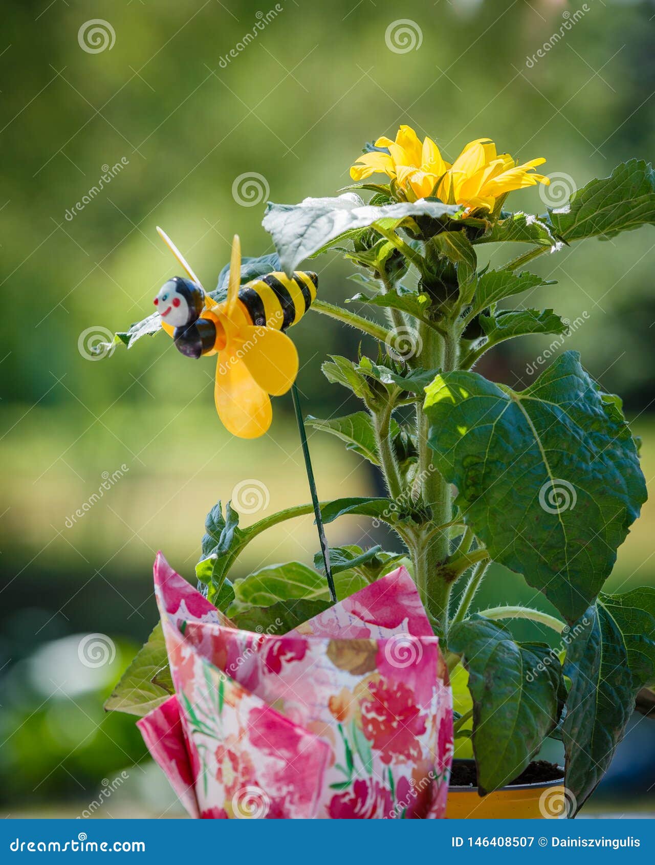 Sunflower in Flowerpot, Yellow Bucket Stock Image - Image of leaves ...