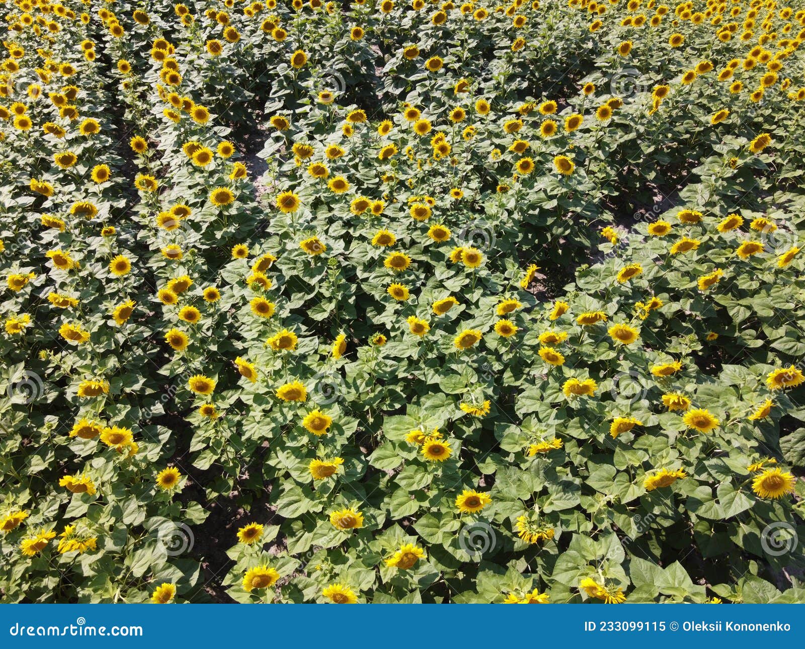 Sunflower Flowers in the Field, Top View Stock Image - Image of ...