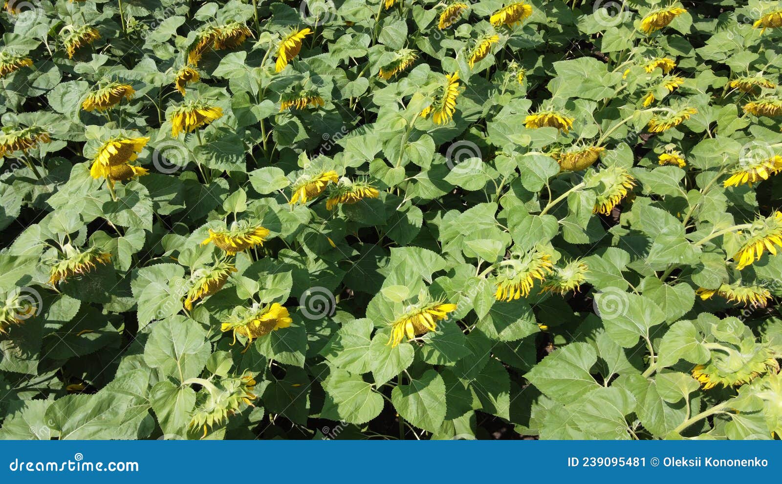 Sunflower Flowers in the Field, Top View Stock Image - Image of ...