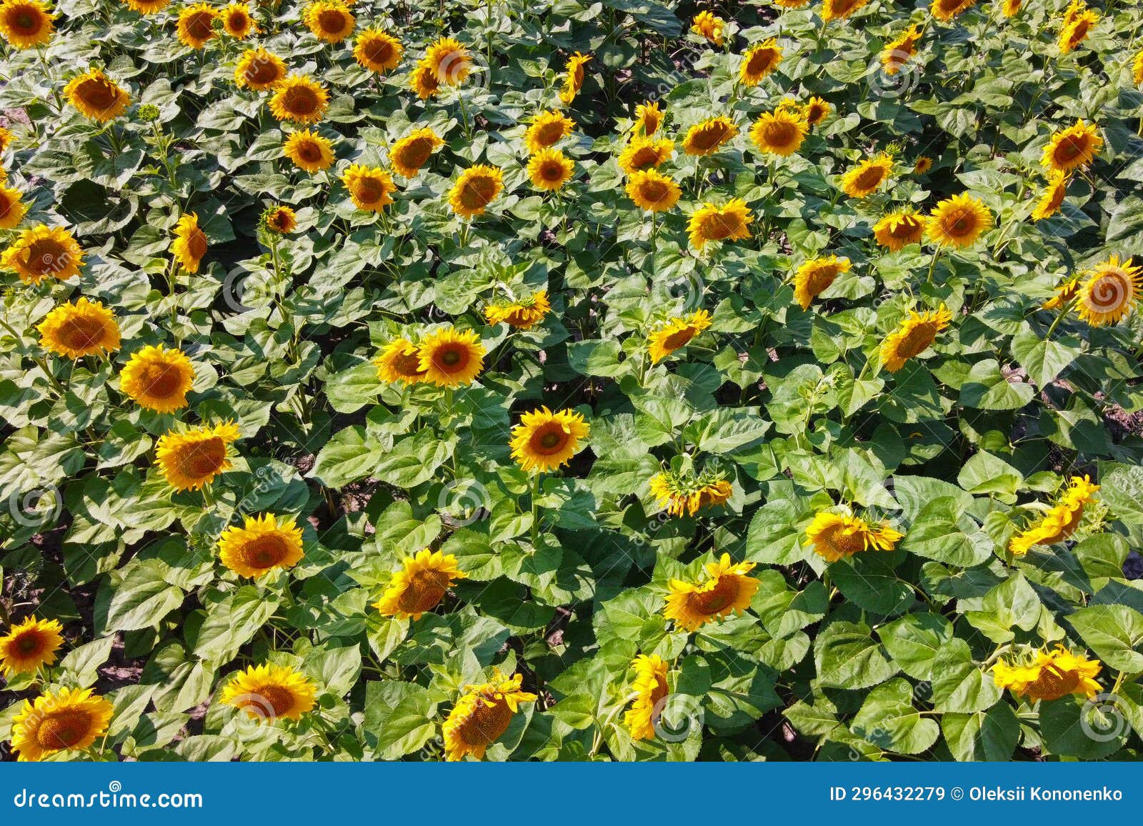 Sunflower Flowers in the Field, Top View Stock Image - Image of europe ...