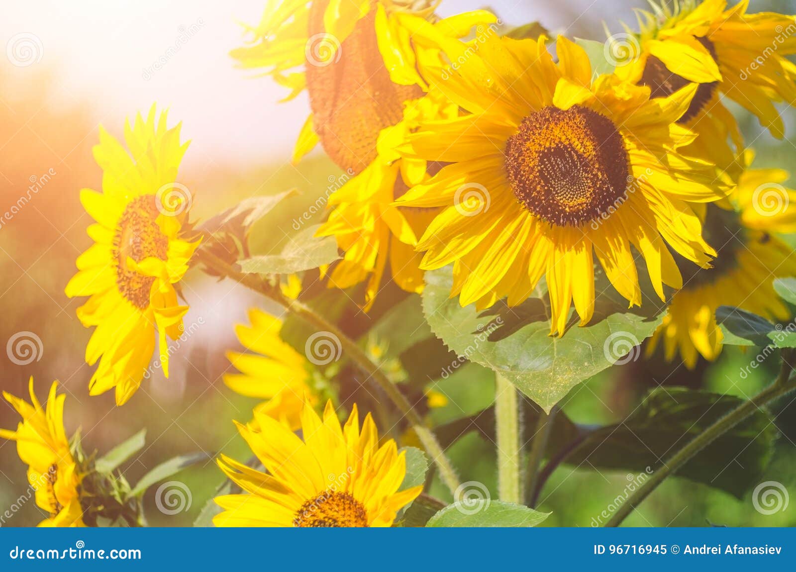 Sunflower Flowers in the Sunlight Stock Image - Image of floral, calm ...