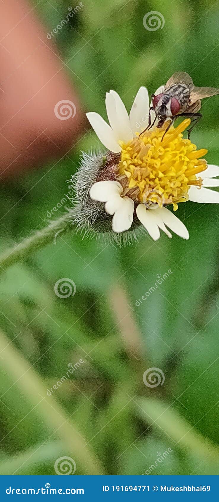 Sunflower with fly stock image. Image of sunflower, green - 191694771