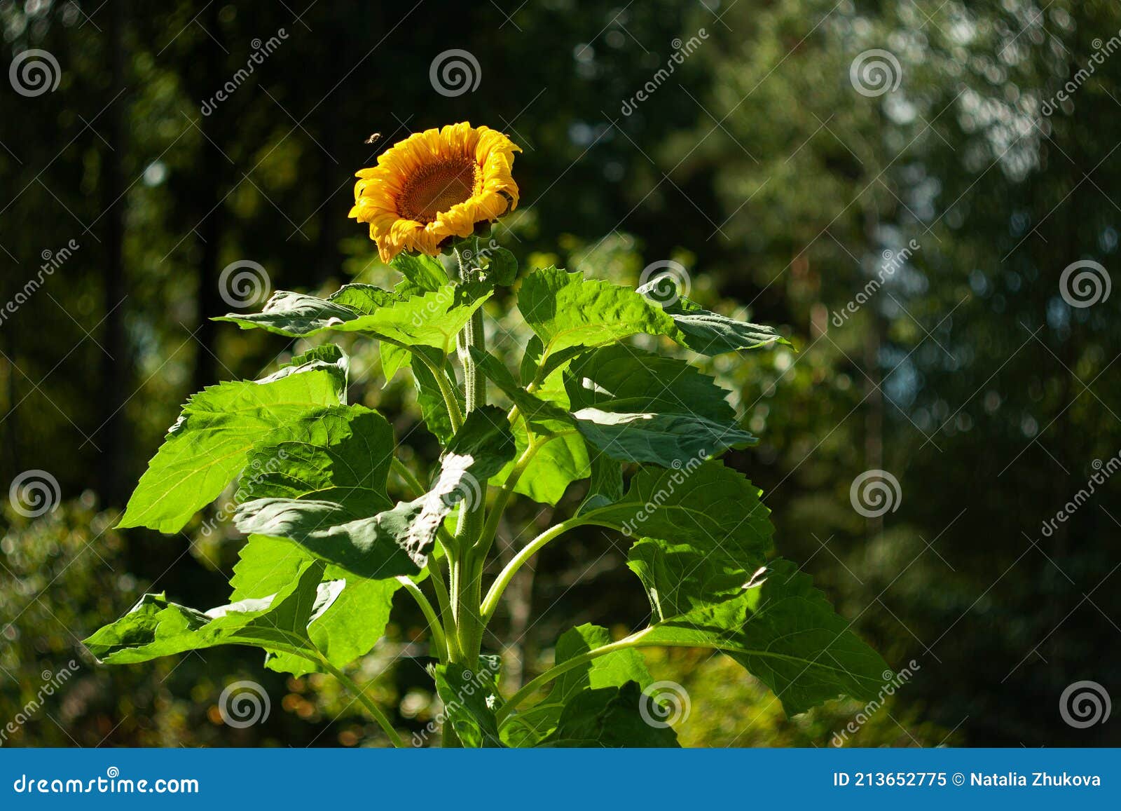 Sunflower and forest stock image. Image of herb, garden - 213652775