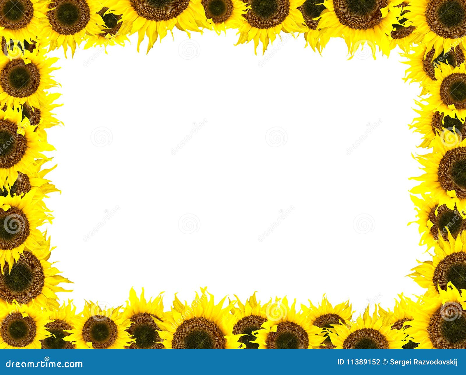 Sunflower frame stock photo. Image of frame, summer, space - 11389152