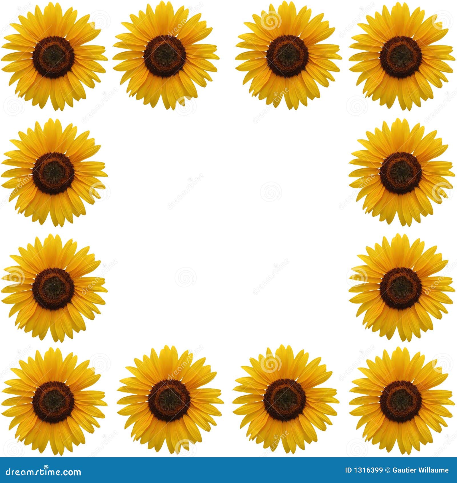 Sunflower frame stock illustration. Illustration of celebration - 1316399