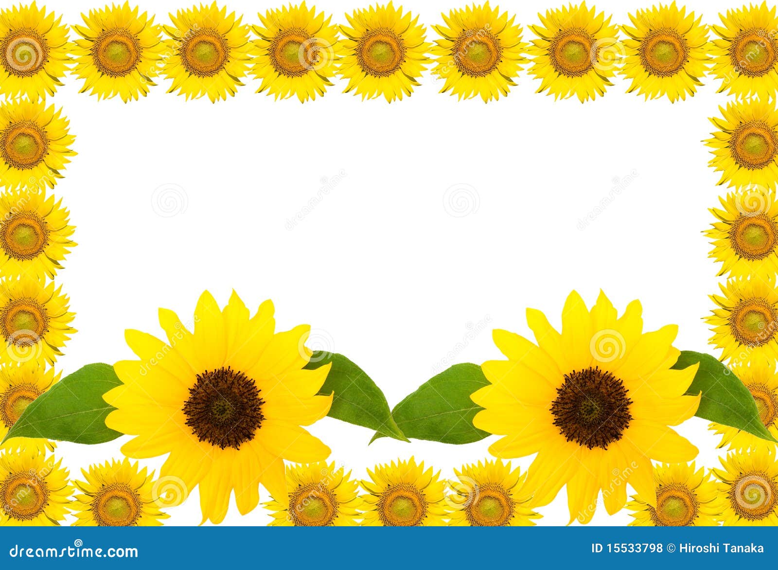 Sunflower frame stock illustration. Illustration of nature - 15533798