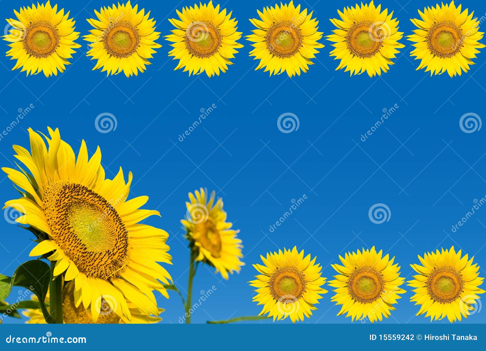 Sunflower frame stock photo. Image of flower, helianthus - 15559242