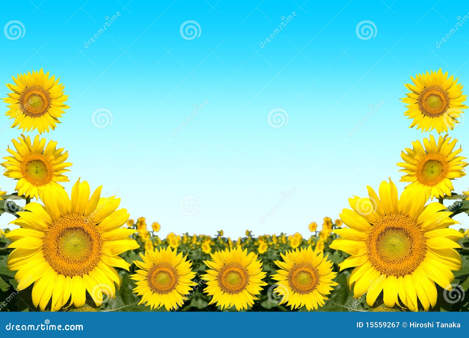 Sunflower frame stock image. Image of beauty, blooming - 15559267