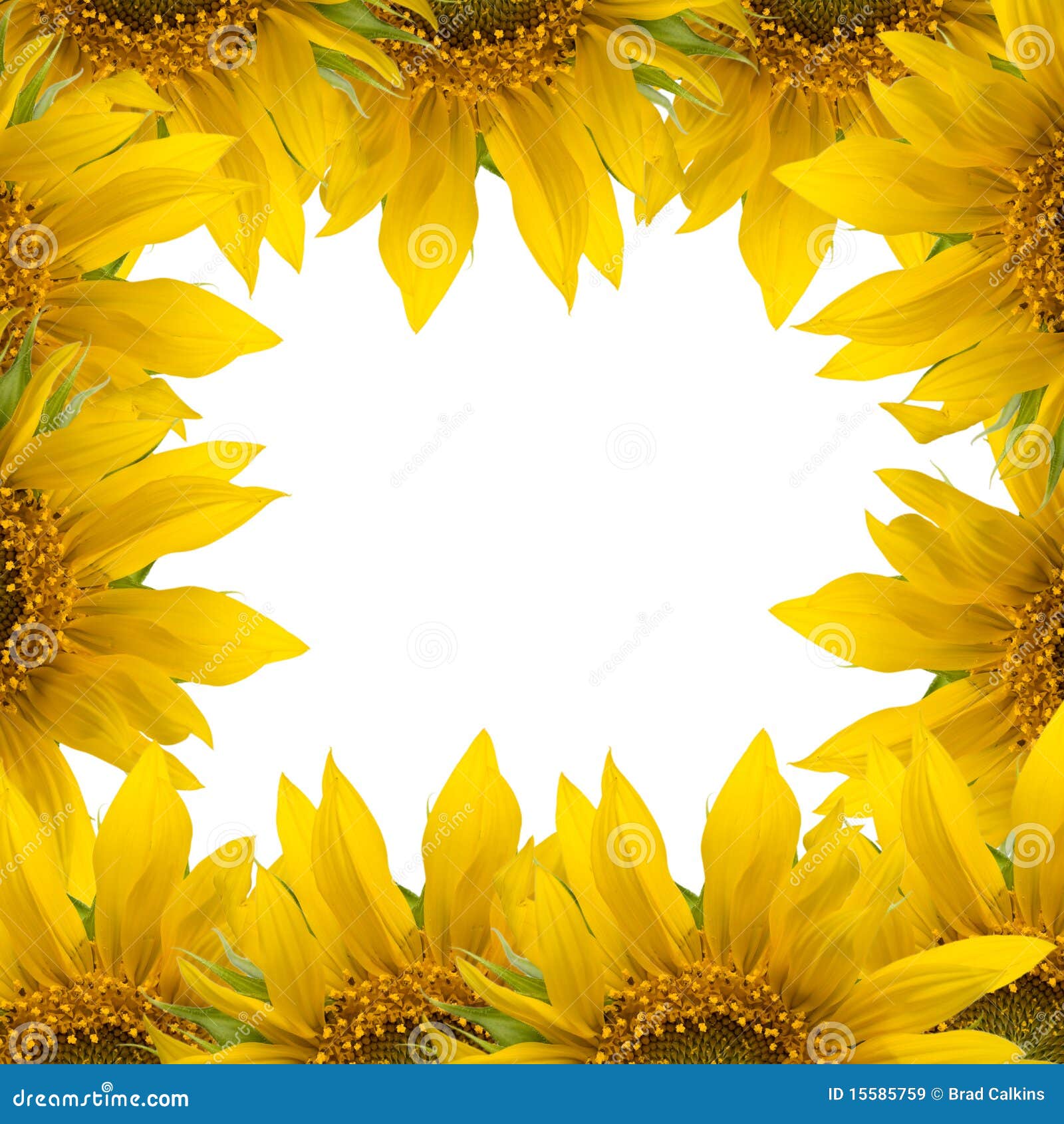Sunflower frame stock image. Image of summery, frame - 15585759