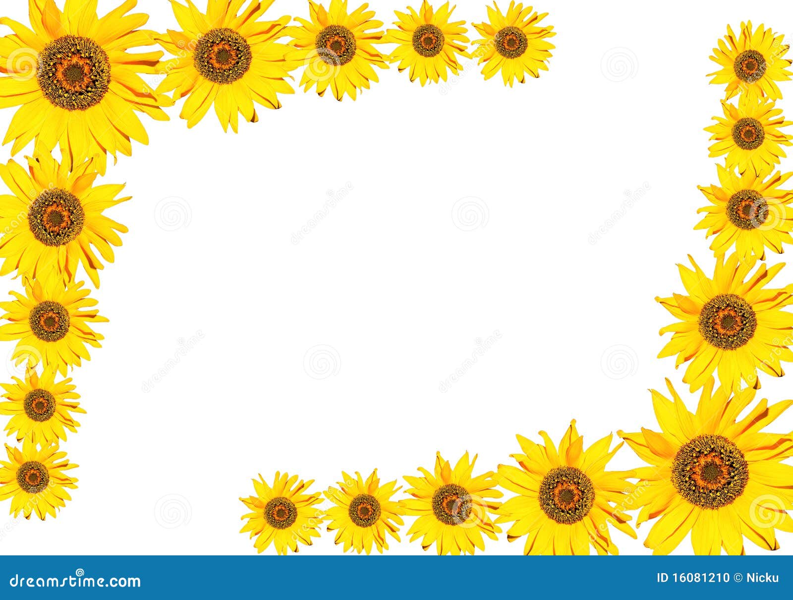Sunflower frame stock photo. Image of textured, design - 16081210