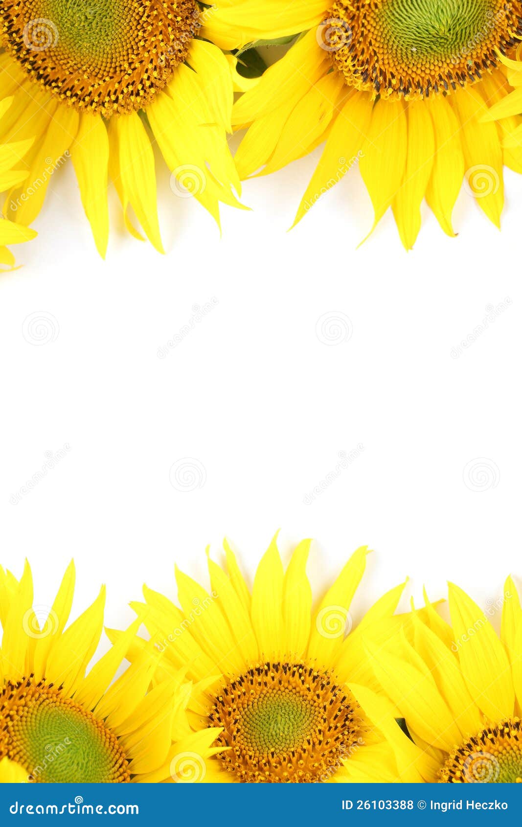 Sunflower frame stock photo. Image of summertime, nature - 26103388
