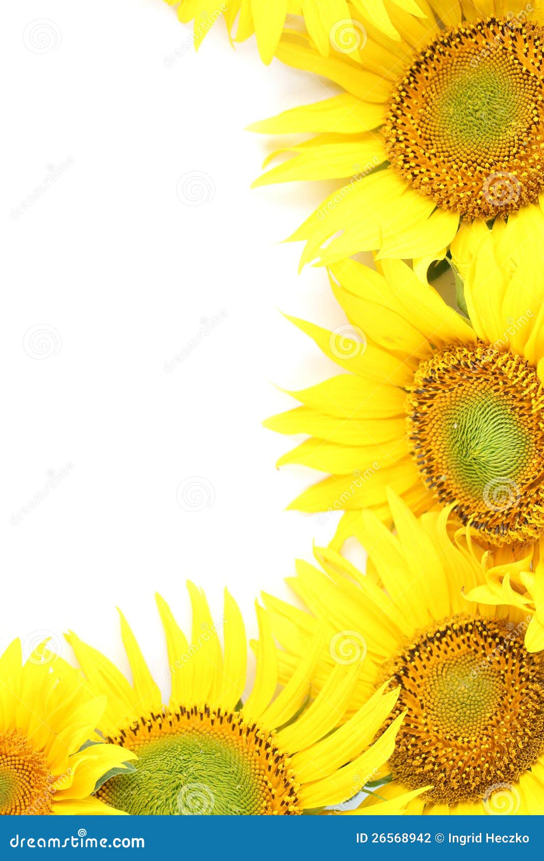 Sunflower frame stock photo. Image of vertical, bloom - 26568942