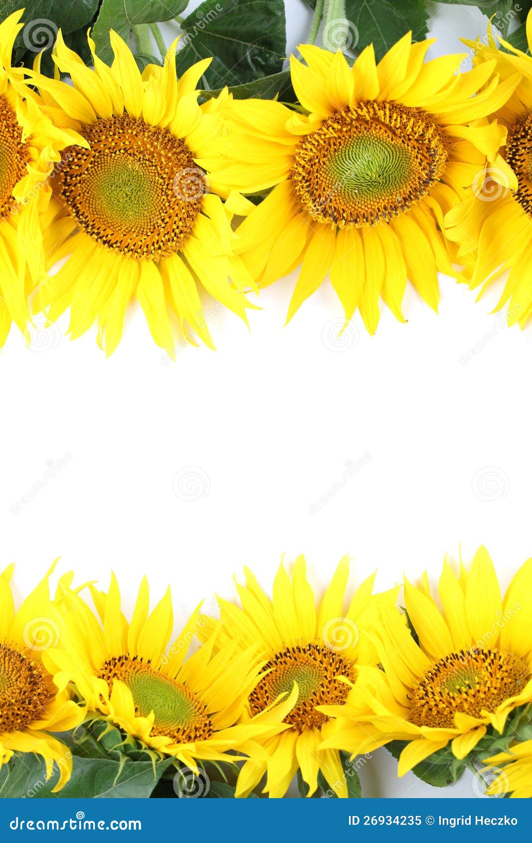 Sunflower frame stock image. Image of flora, seasonal - 26934235