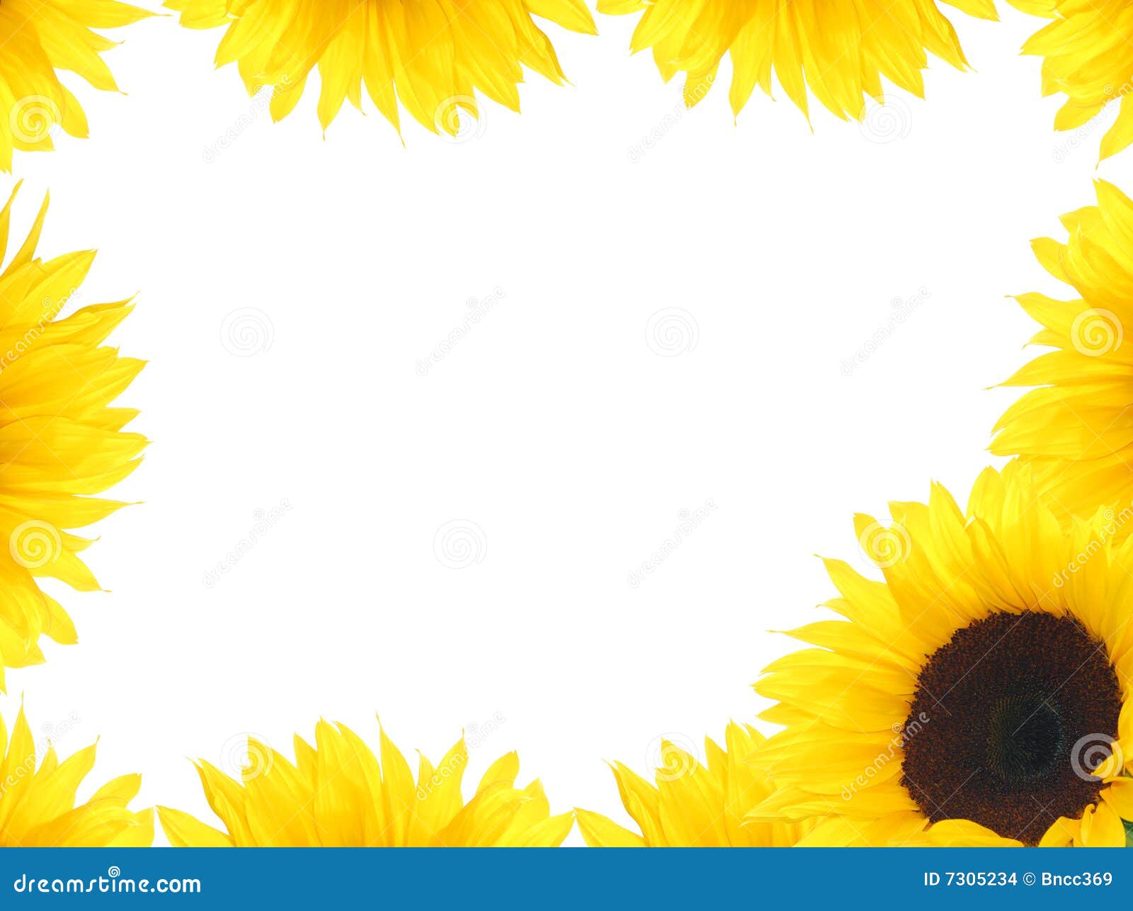 Sunflower Frame stock photo. Image of frame, floral, closeup - 7305234