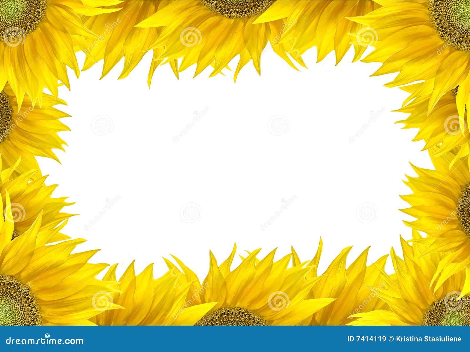 Sunflower frame stock image. Image of blossom, close, botanical - 7414119