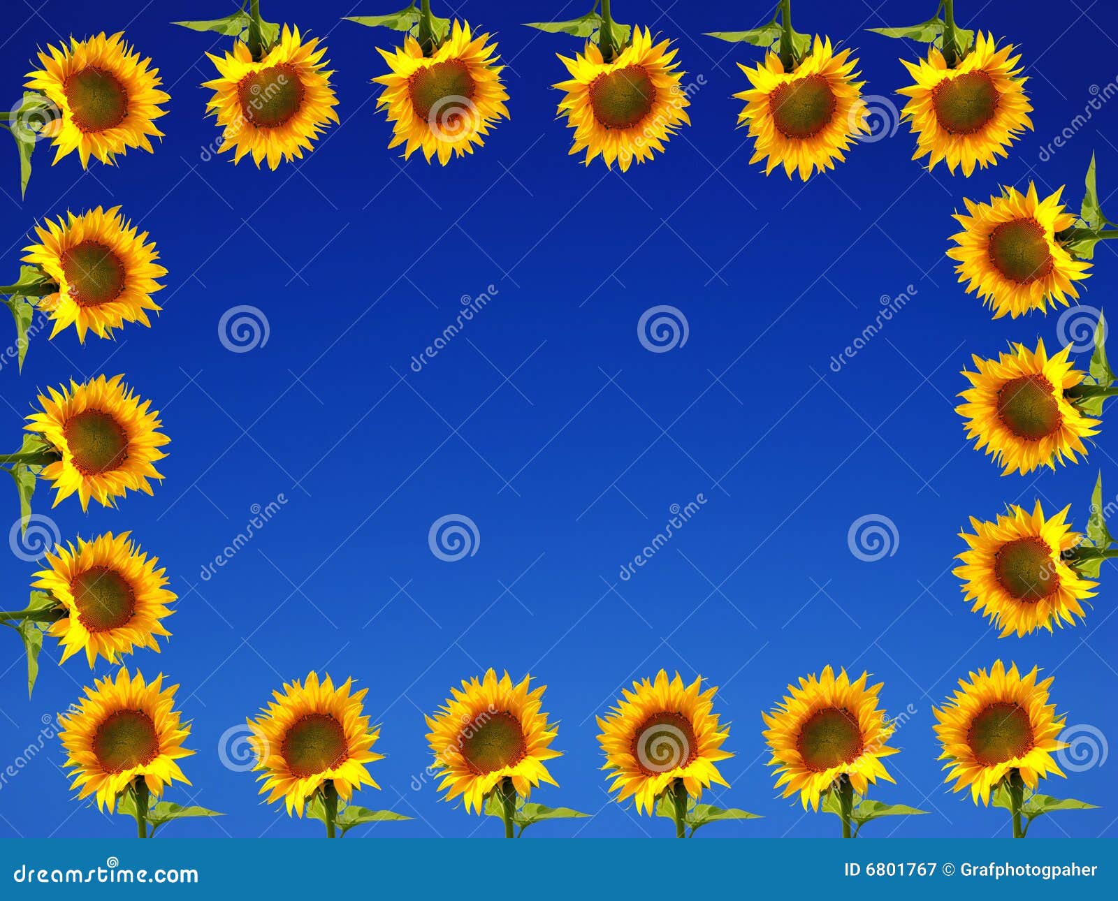 Sunflower Frame on Blue Ground Stock Image - Image of yellow ...