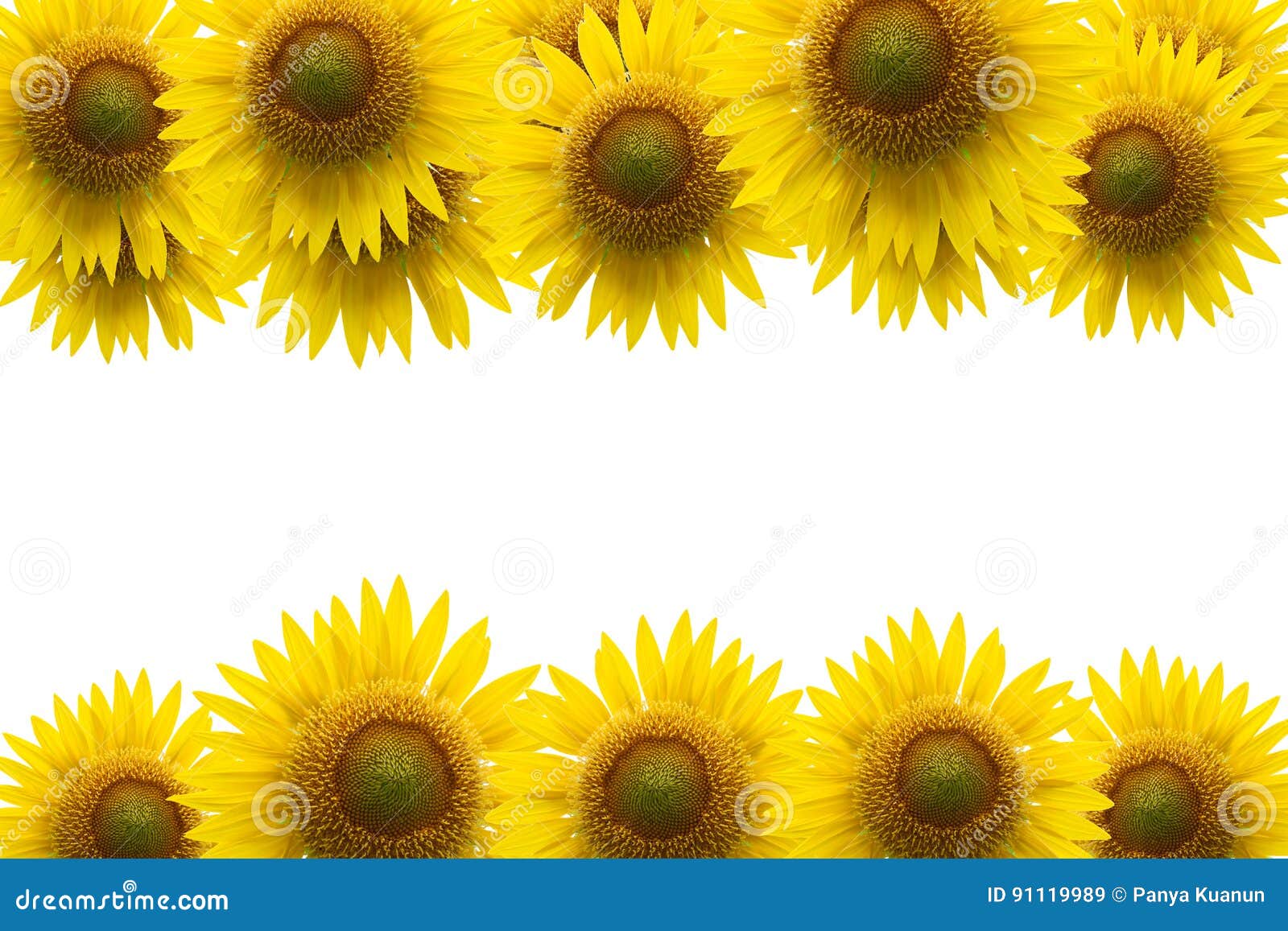 Sunflower Frame on Blue Sky Background. Stock Image - Image of nature ...