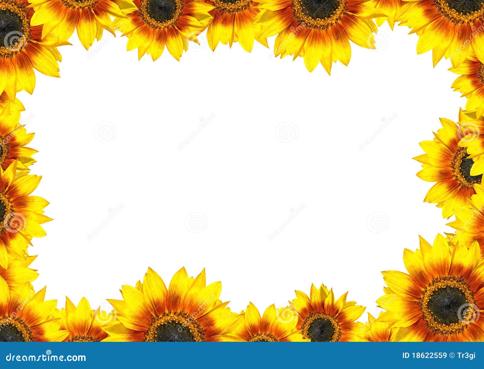 Sunflower Frame with Place for Your Text Stock Image - Image of ...