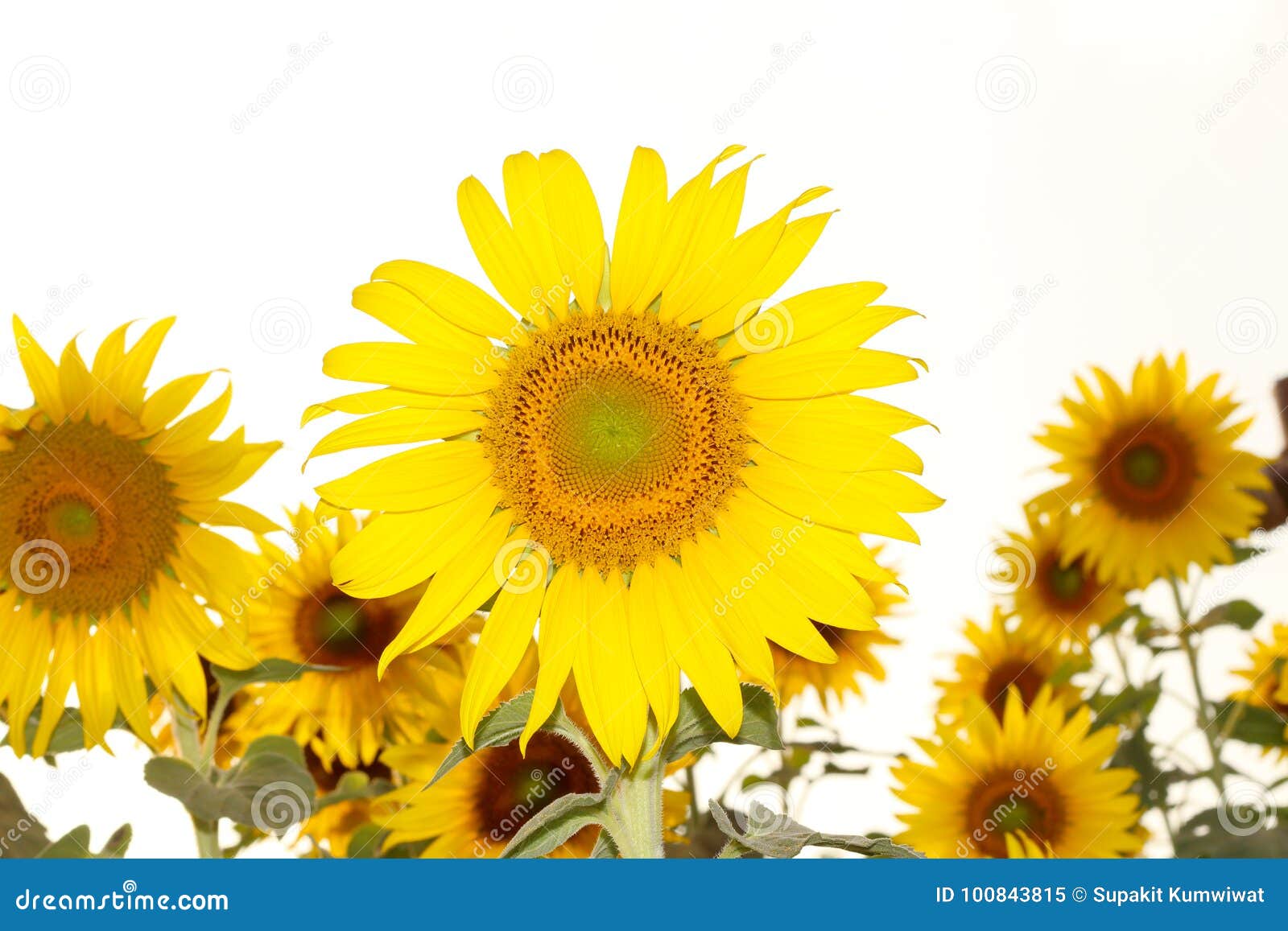 Sunflower Frame . stock image. Image of closeup, natural - 100843815
