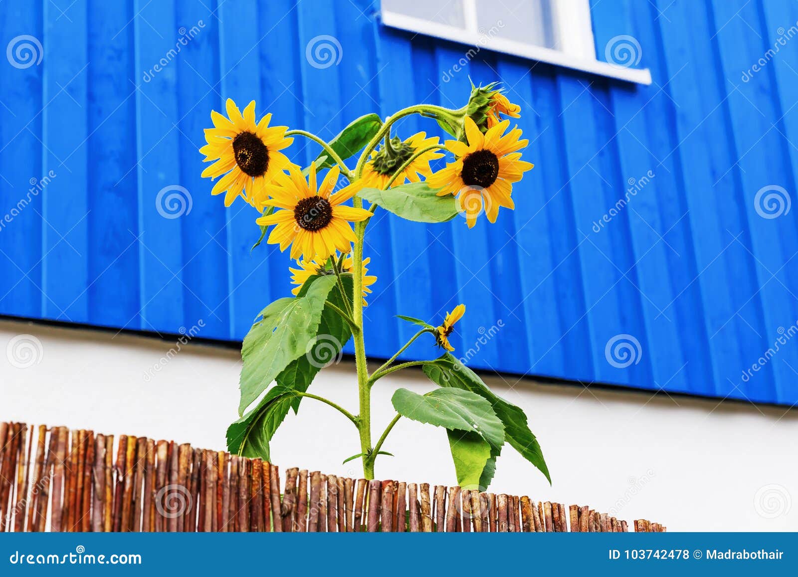 Sunflower in Front of a Blue House Stock Photo - Image of yellow ...