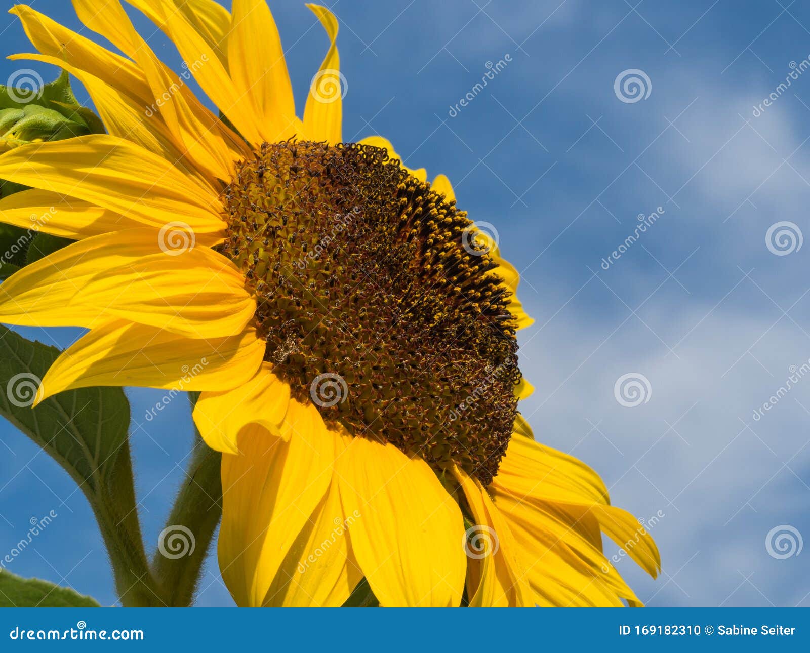 Sunflower in Front of Blue Sky Stock Photo - Image of close, bloom ...