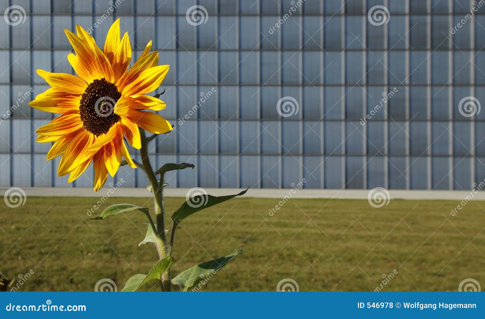 Sunflower in Front of Modern Building Stock Photo - Image of green ...