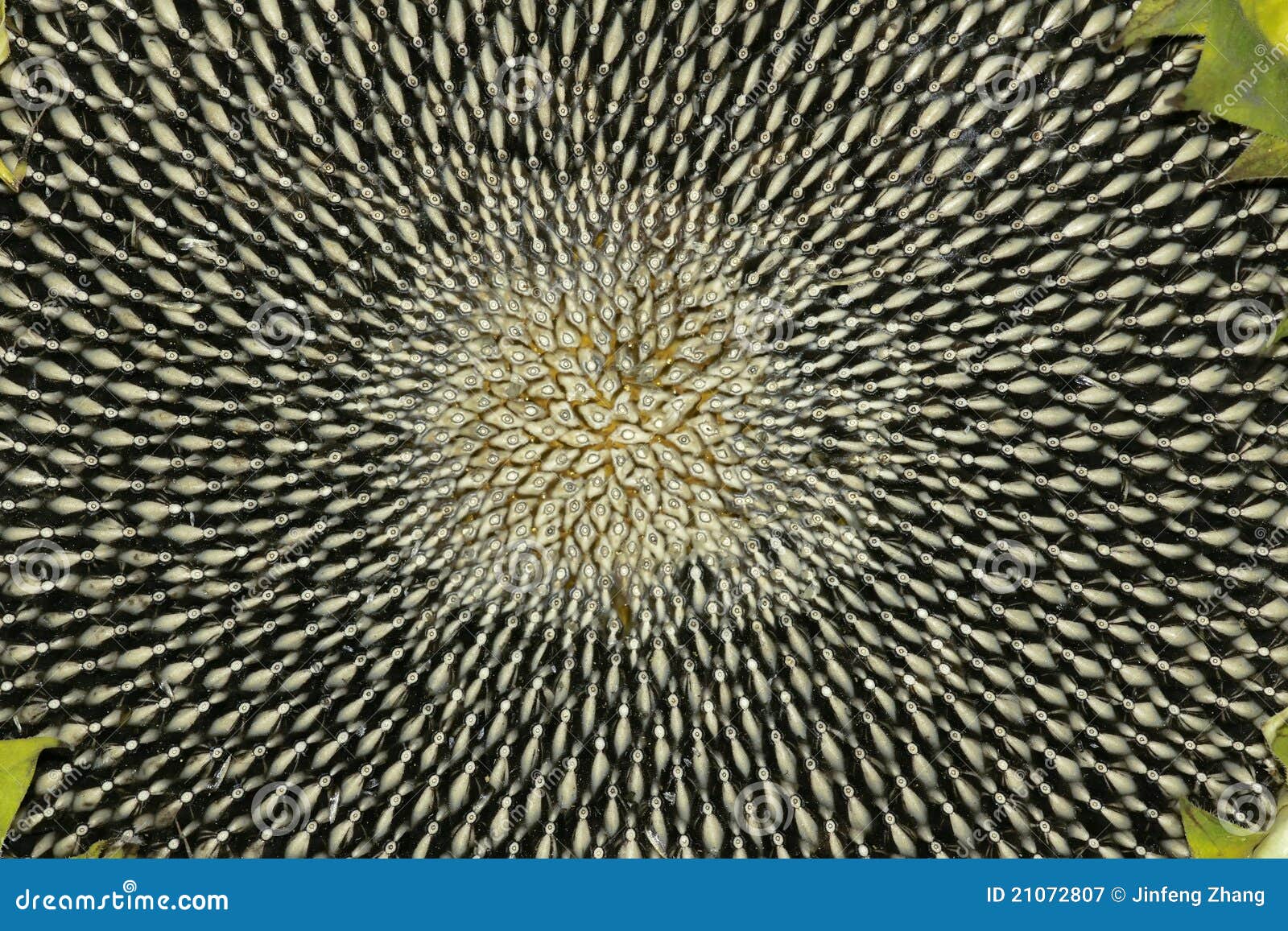 Sunflower fruit stock image. Image of sunflower, closeup - 21072807