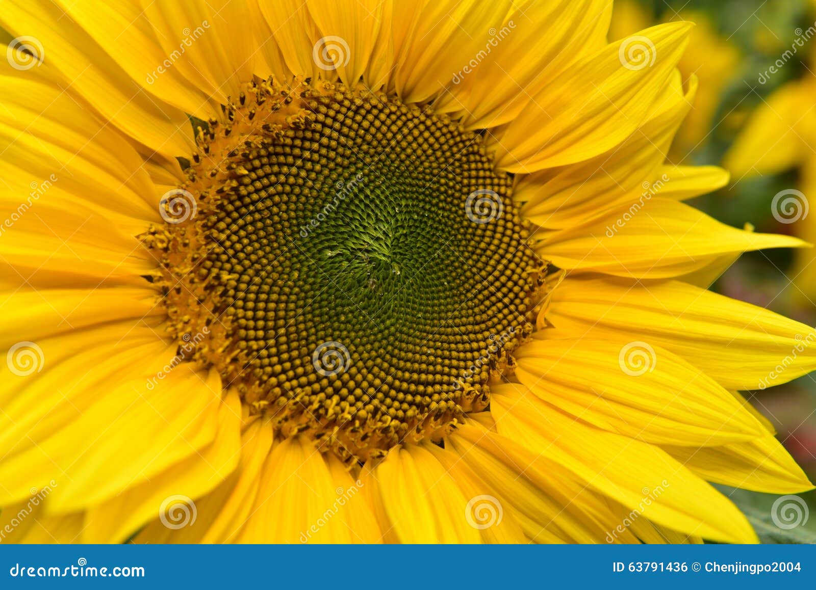 Sunflower stock photo. Image of abloom, sunflower, bloom - 63791436