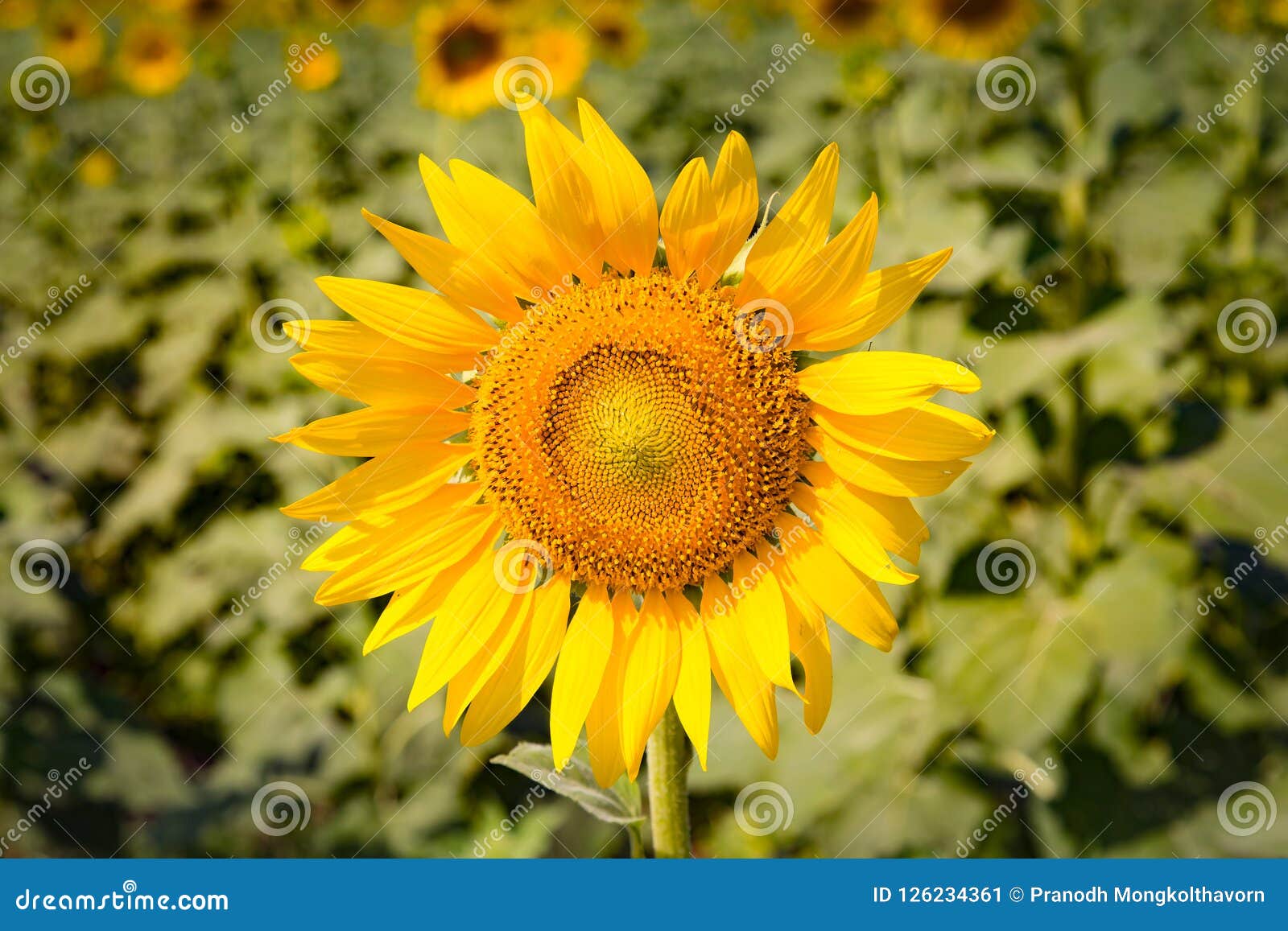 Sunflower Full Bloom Close Up Stock Image - Image of nature, natural ...