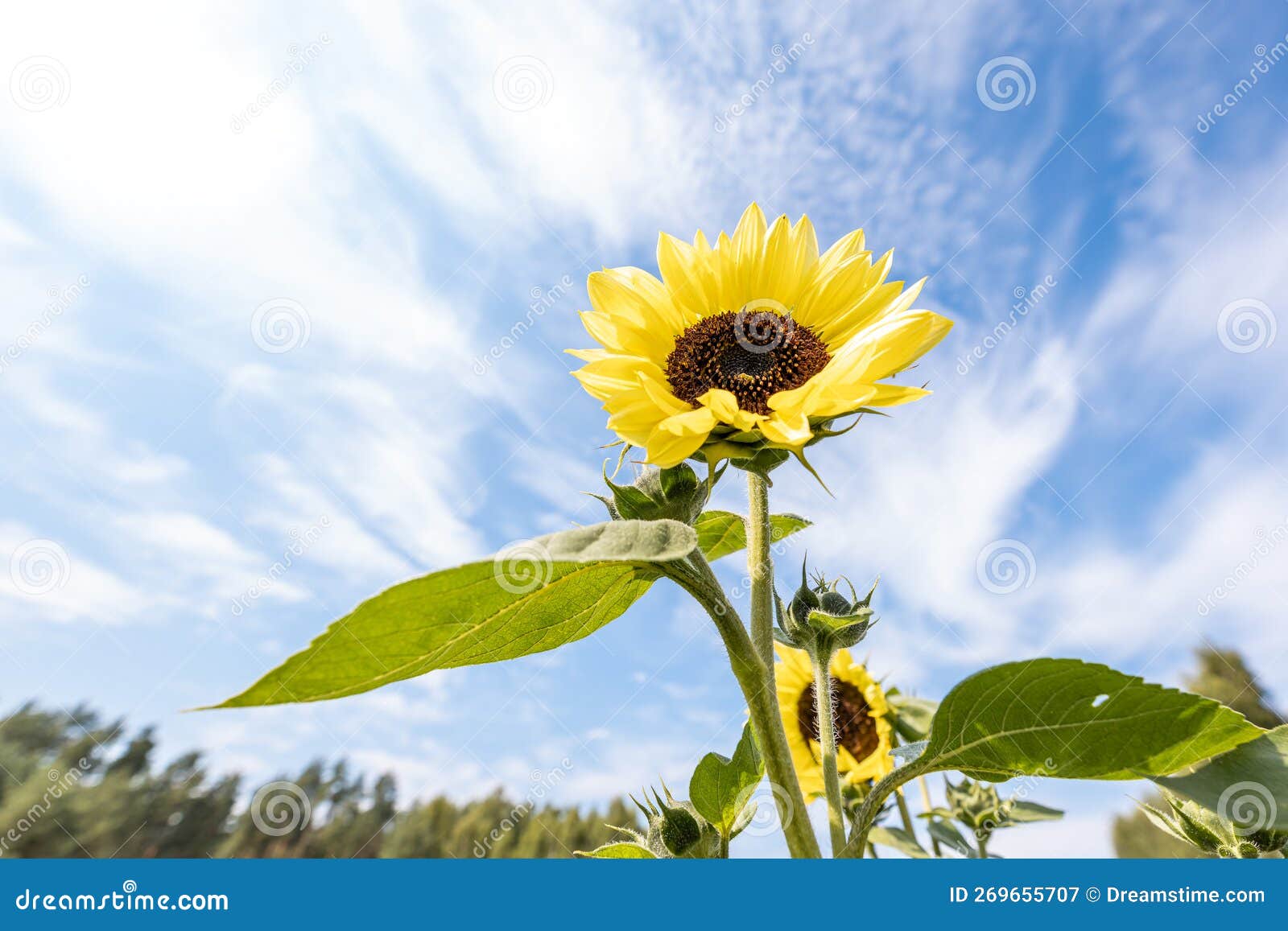 Sunflower in Full Bloom in a Field Stock Image - Image of stunning ...