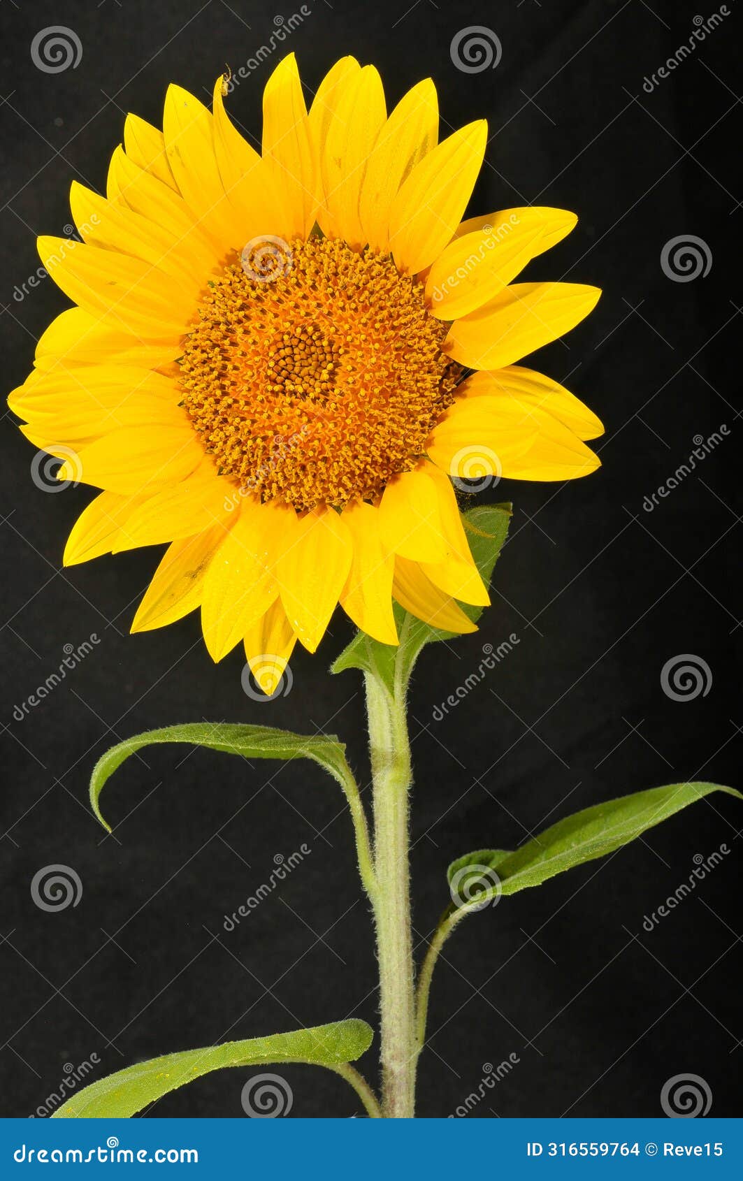 Sunflower in full bloom stock photo. Image of front - 316559764
