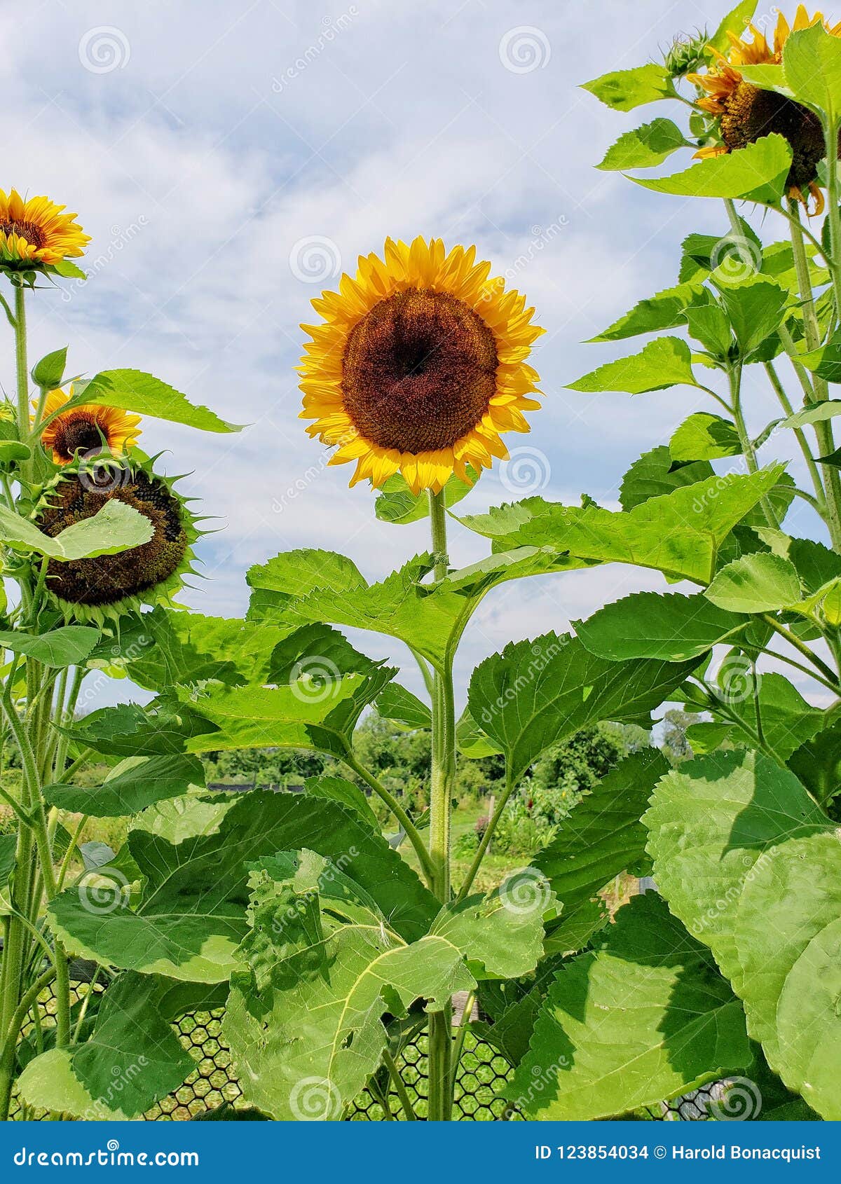 Sunflower in Full Bloom stock photo. Image of blooming - 123854034