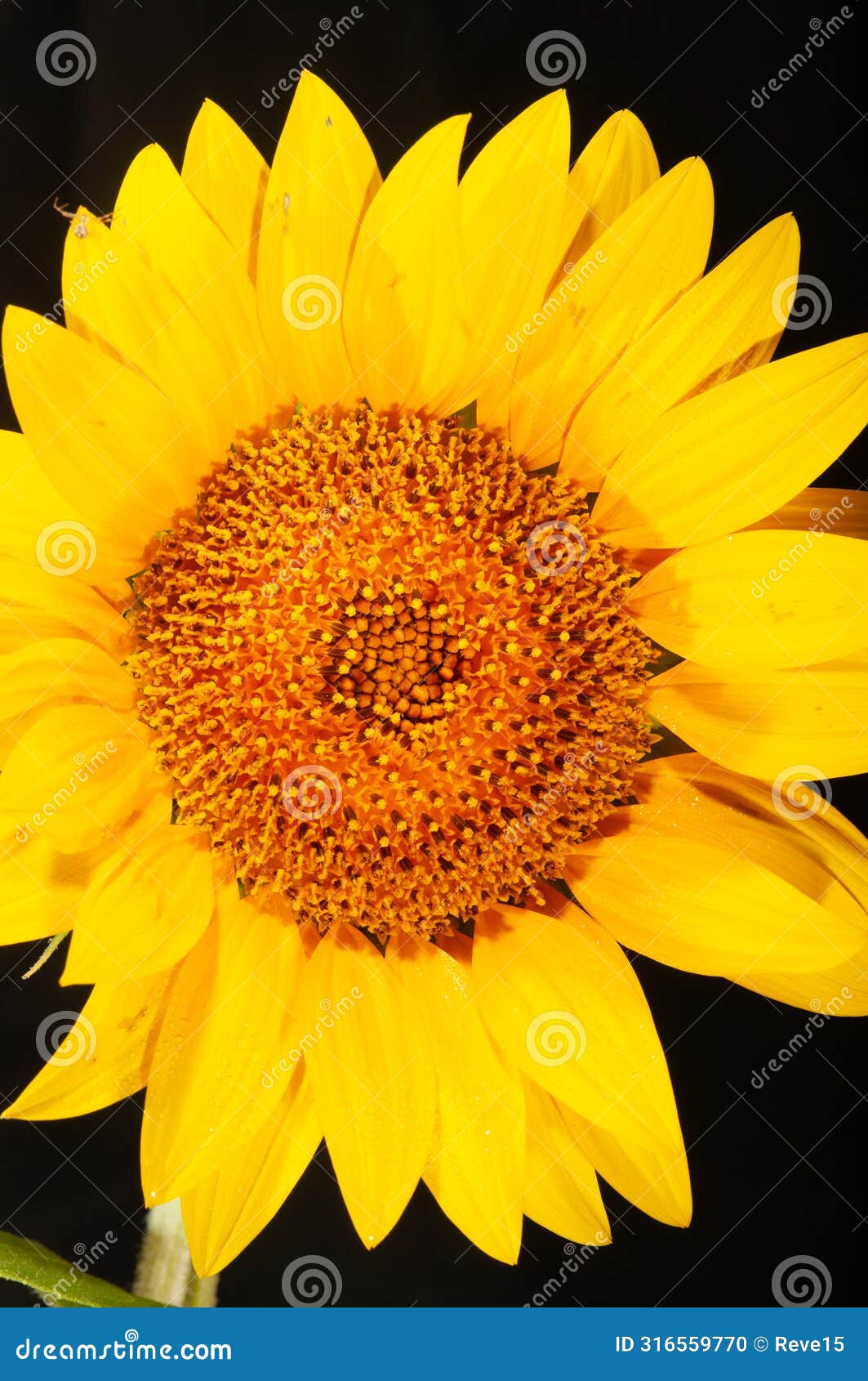 Sunflower in Full Bloom, Witk Back Background Stock Photo - Image of ...