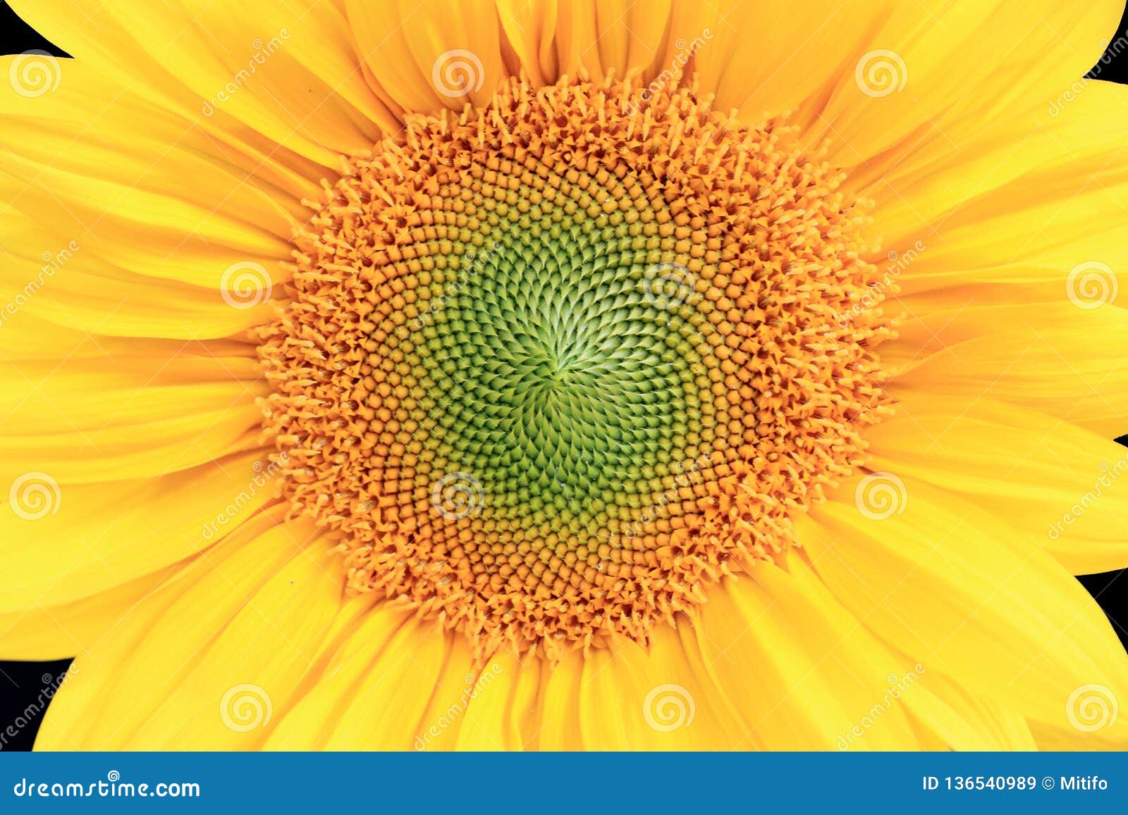 Sunflower in Full Inflorescence, Close-up Stock Image - Image of ...