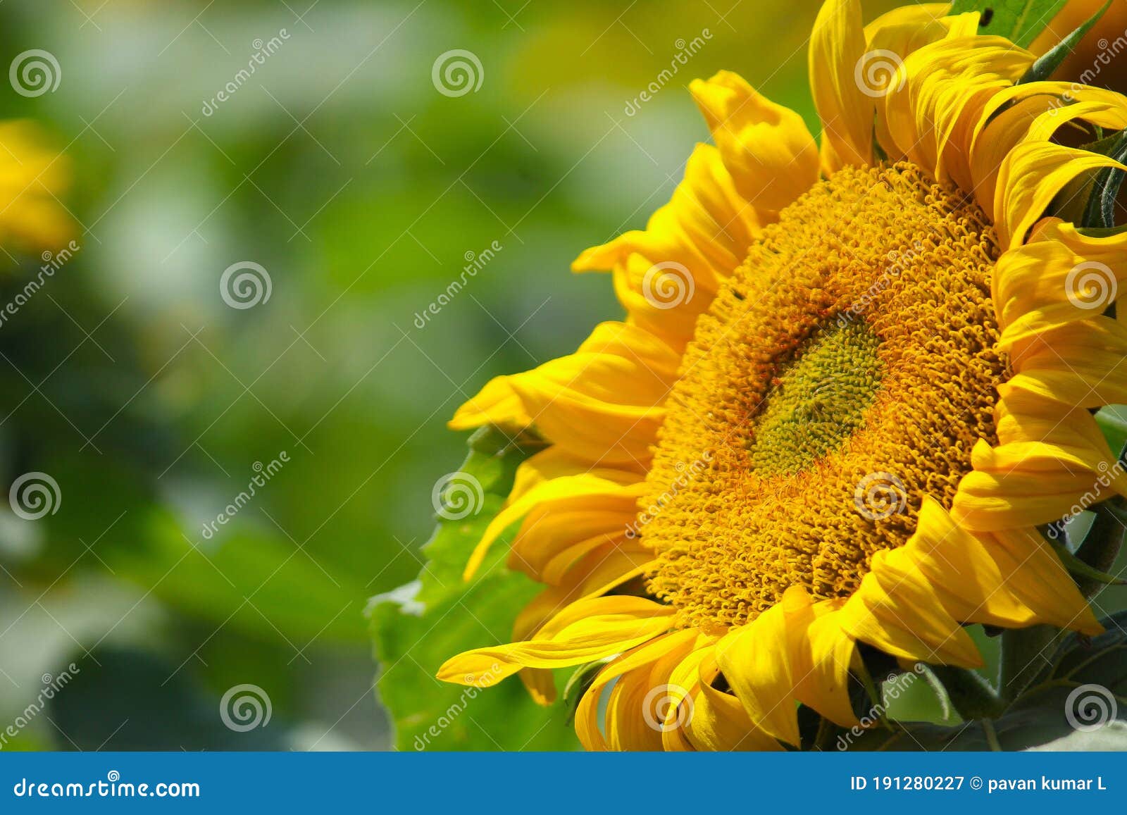 Sunflower stock image. Image of male, sunflower, fully - 191280227
