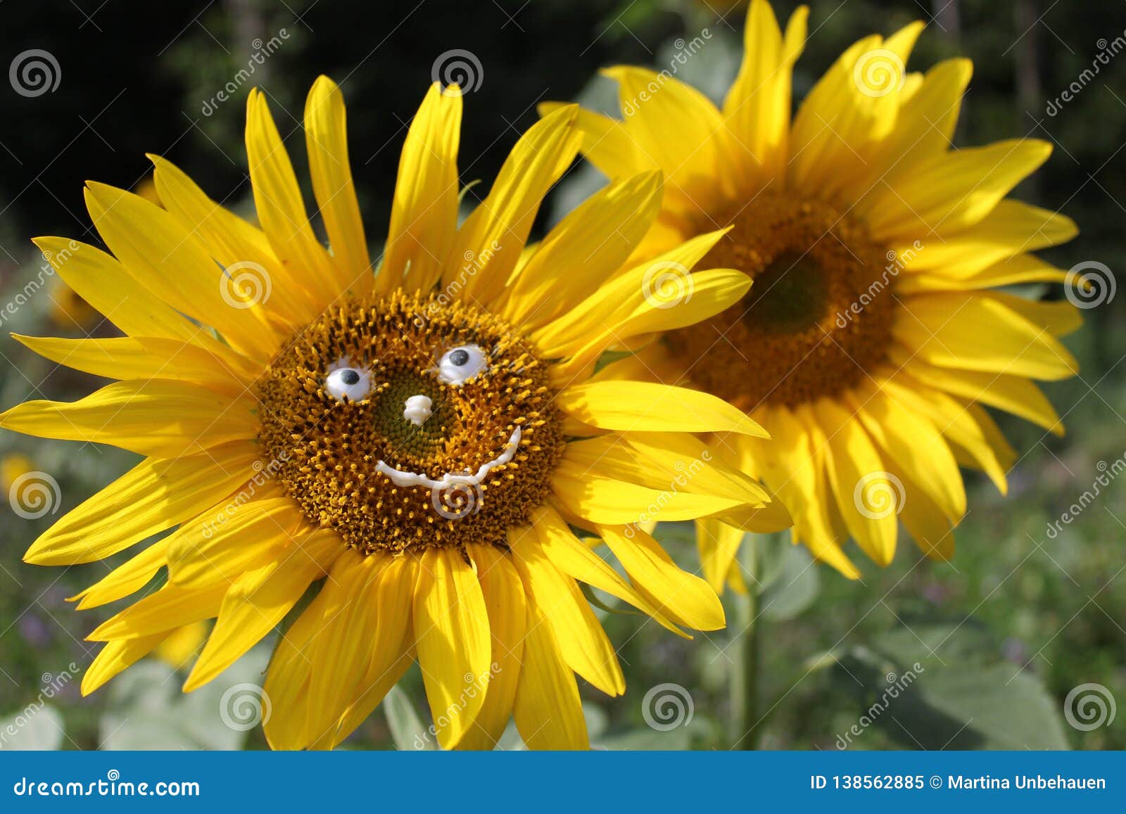 Sunflower with a Funny Face Stock Image - Image of sunny, funny: 138562885