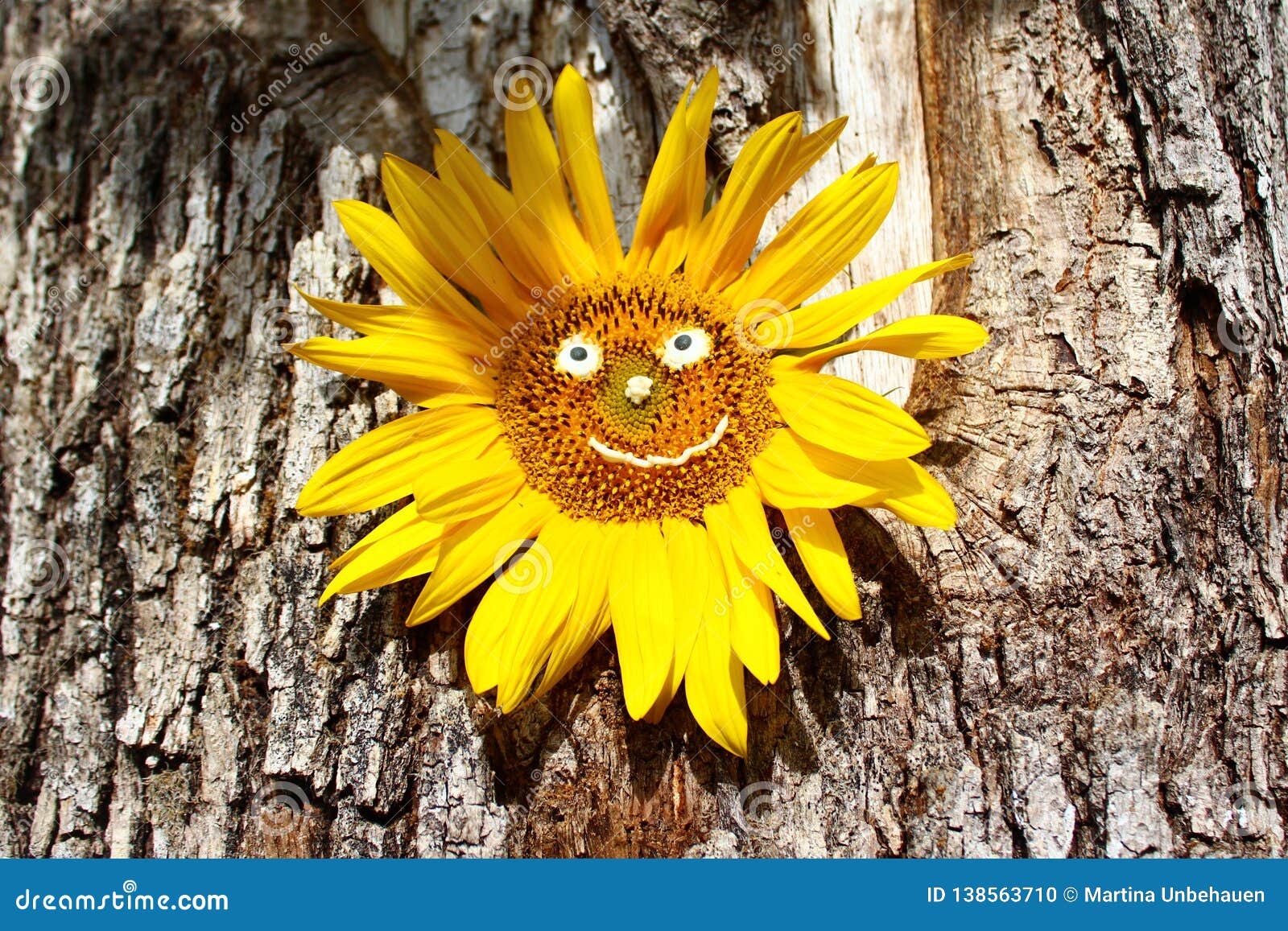 Sunflower with a Funny Face Stock Photo - Image of holiday, sunflowers ...