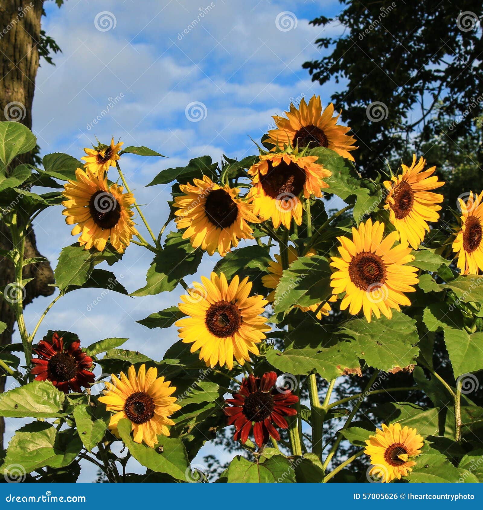 This Sunflower Garden Is Facing The Sunlight, Each Flower Is Trying To ...