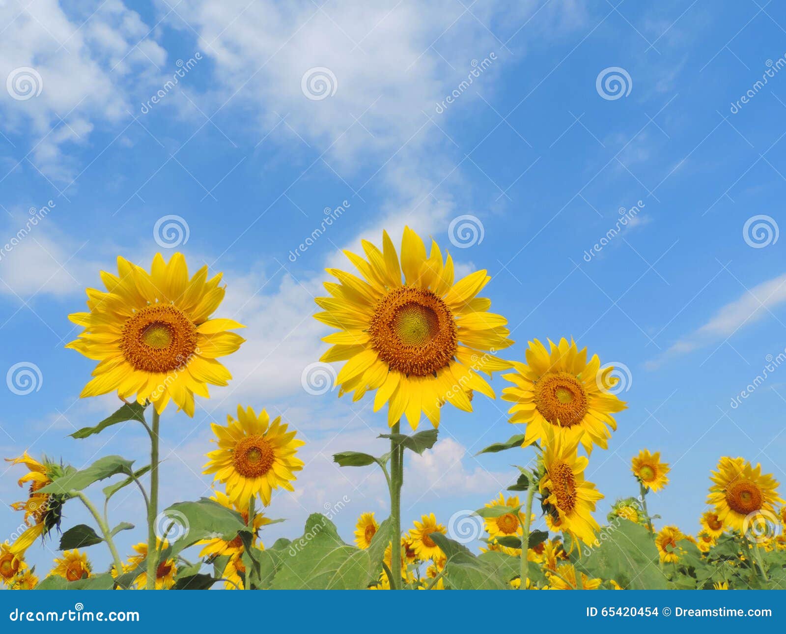 Sunflower in garden. stock photo. Image of final, brilliant - 65420454