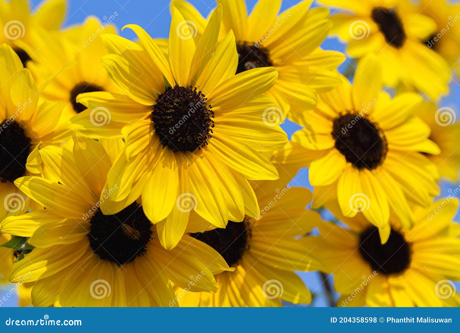 Sunflower in the Garden at Sunny Summer or Spring Day Stock Photo ...