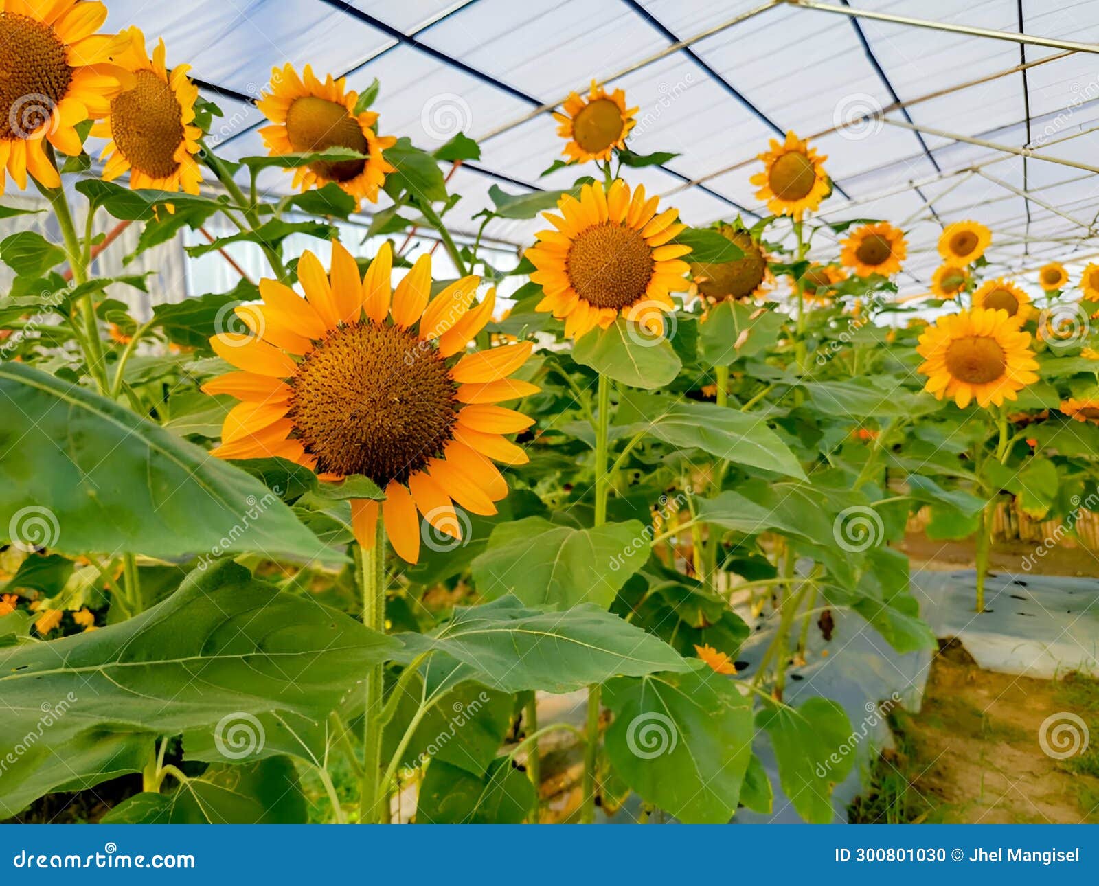 Sunflower garden in Tayug stock photo. Image of sunflower - 300801030