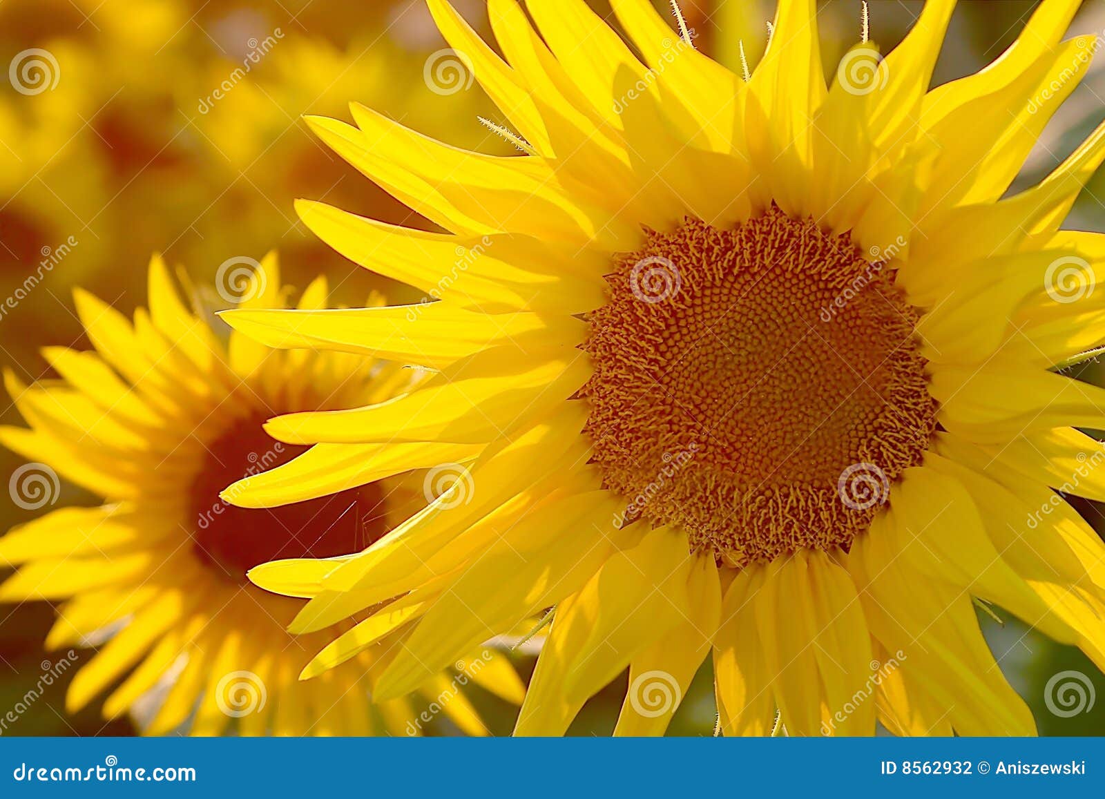 Sunflower in the Golden Light of the Sun Stock Photo - Image of bright ...